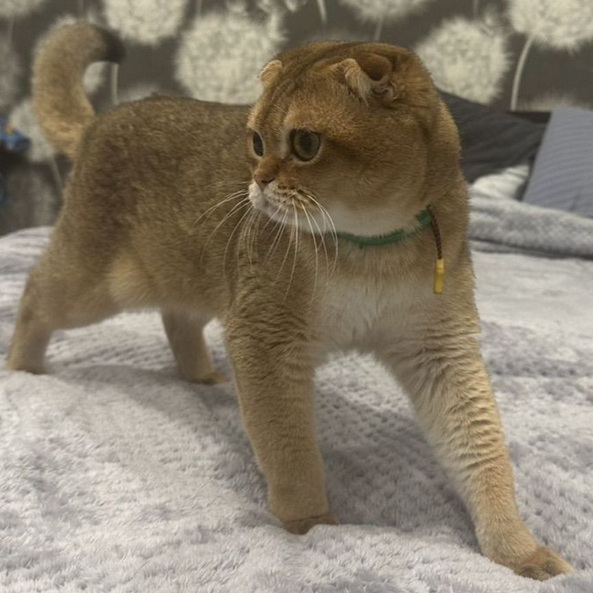 Шотландский кот для вязки