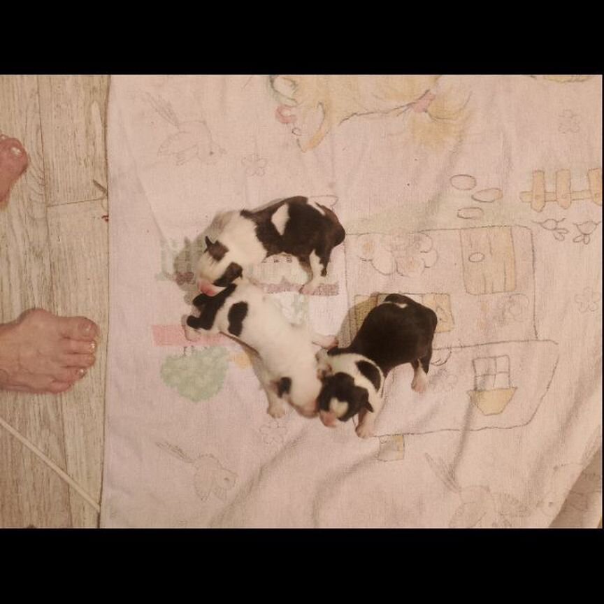 3 щенка француза