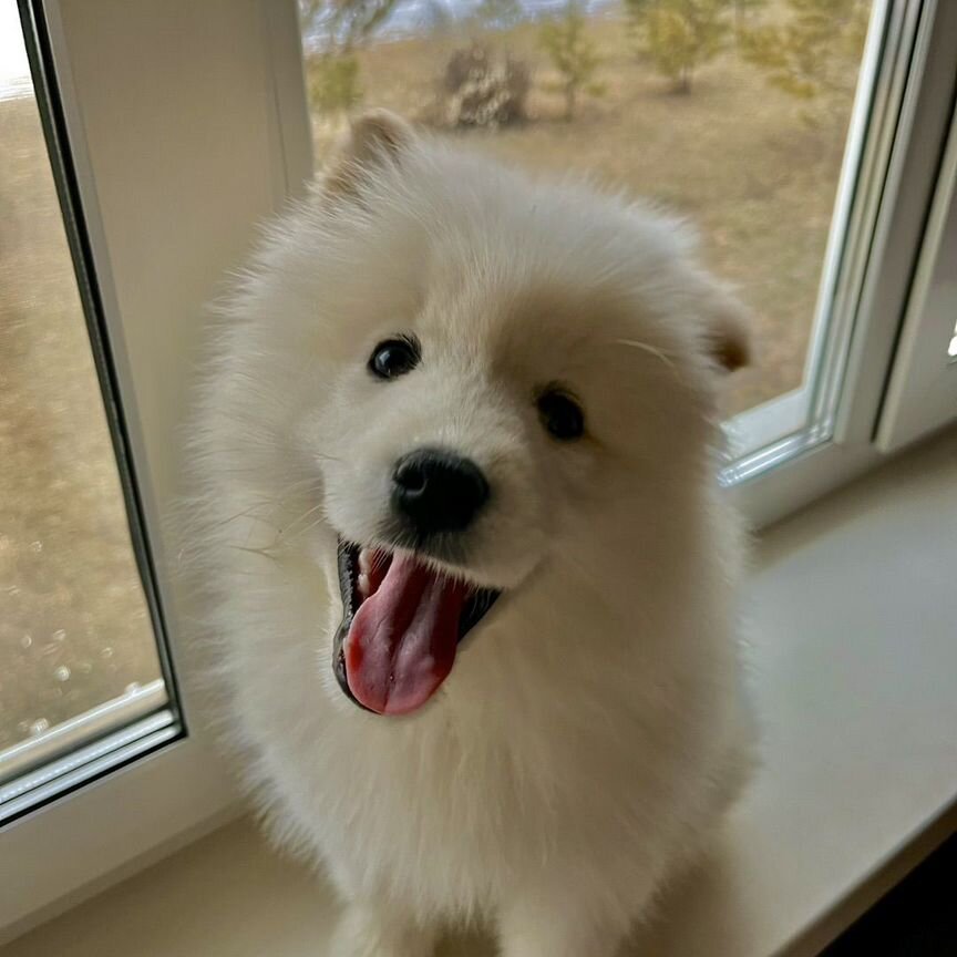 Самоедская лайка