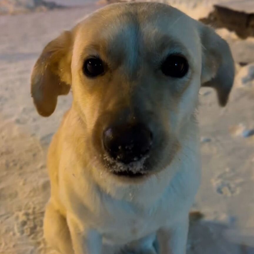 Лабрадор-ретривер, щенок