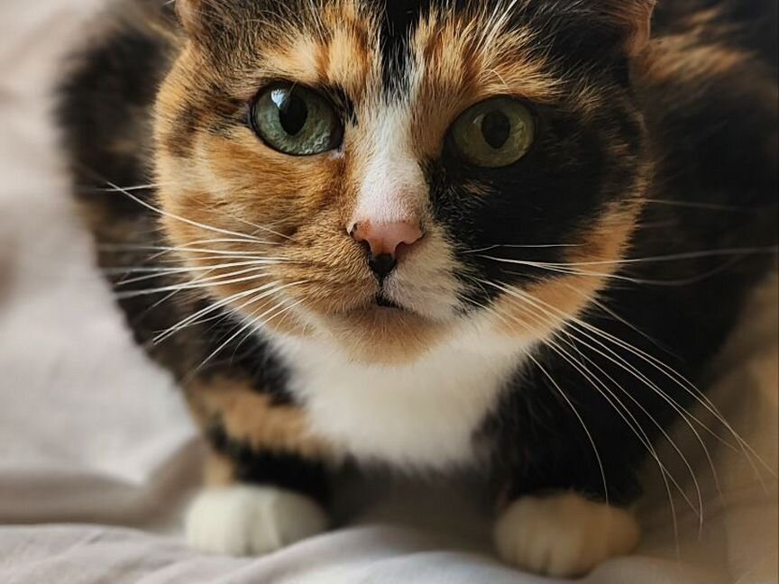 Китти в добрые руки