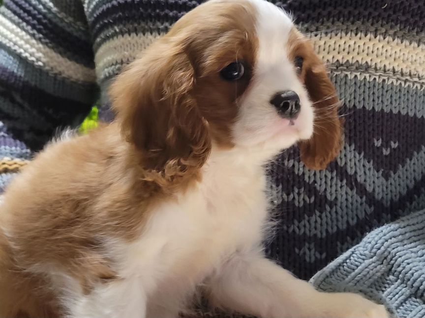 Щенки кавалер кинг чарльз спаниель