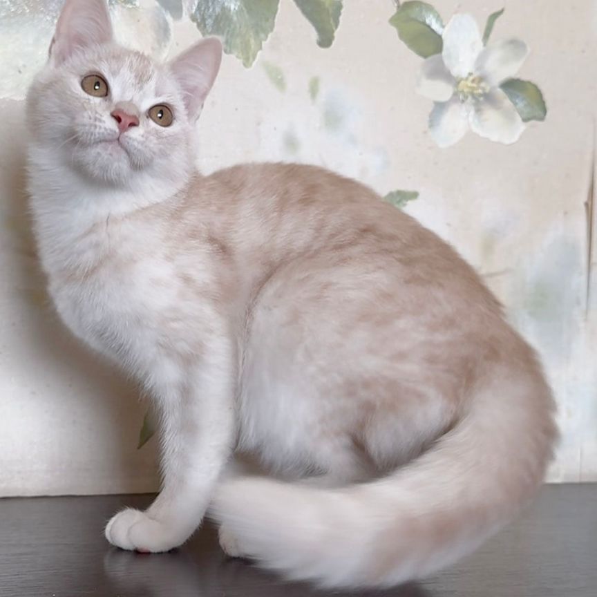 Мейн-кун котёнок