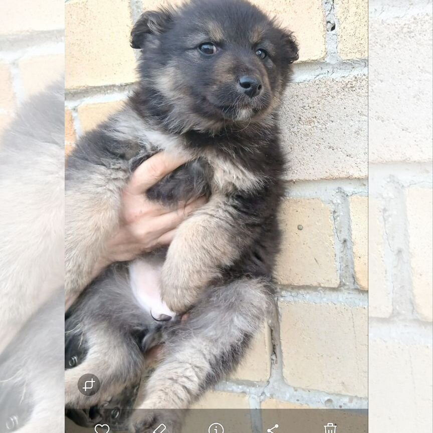 Щенок в добрые руки