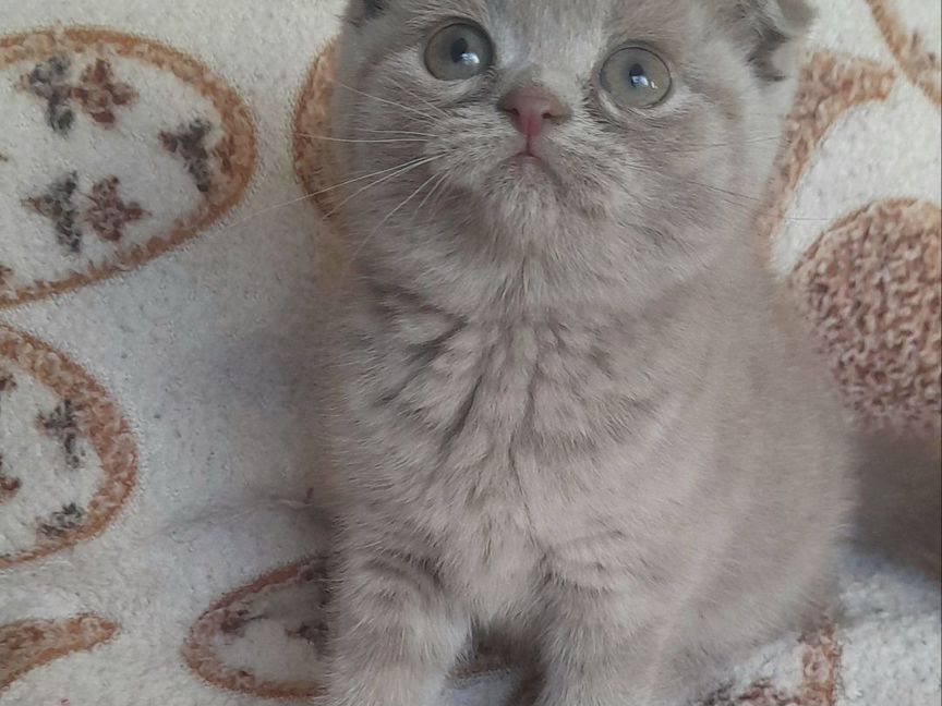 Шотландские котята