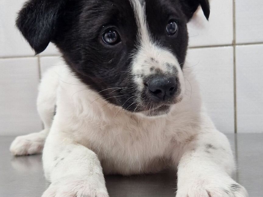 Собака в добрые руки отдам бесплатно