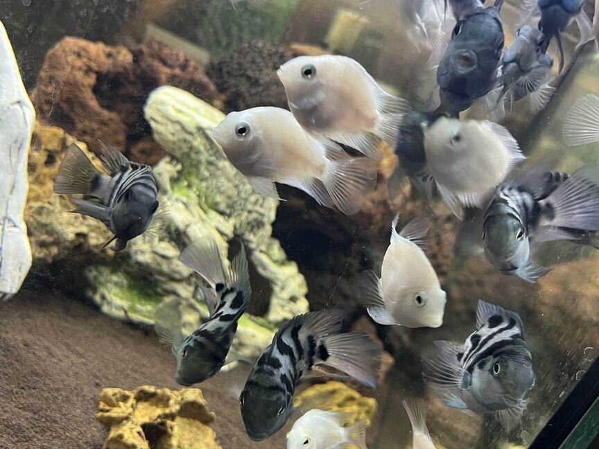 Платиновые попугаи