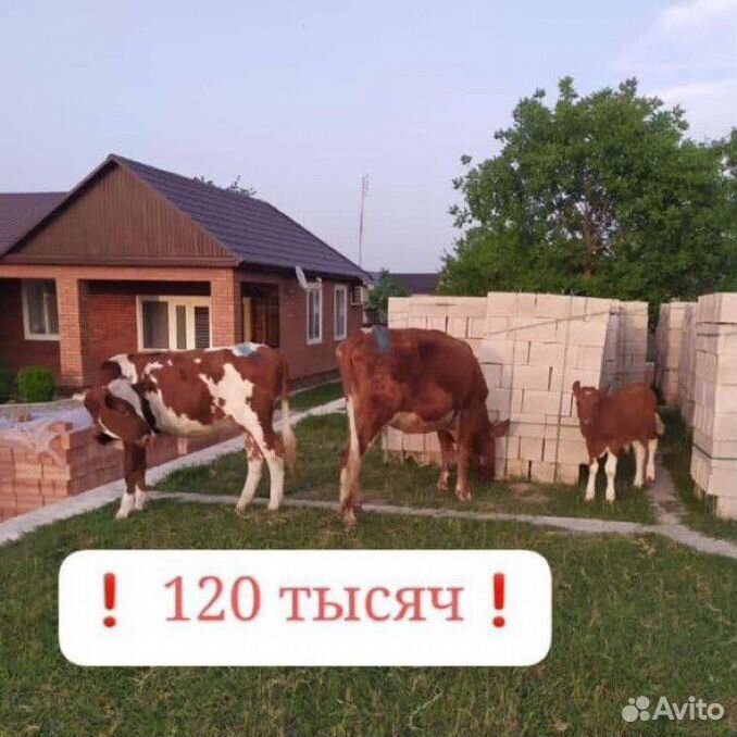 Корова дойная с теленком