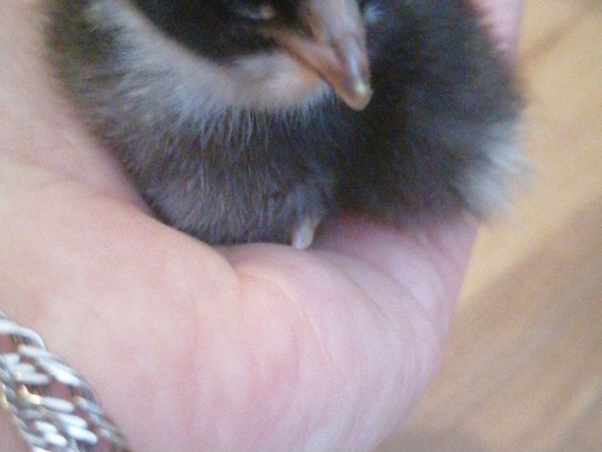 Цыплята суточные