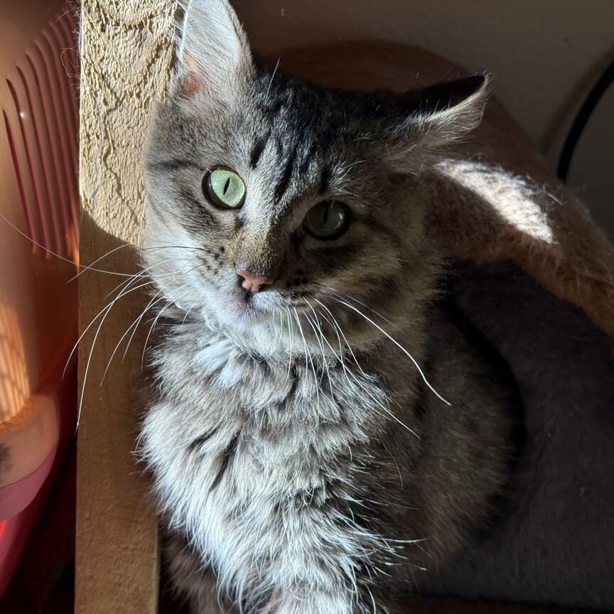 Взрослый кот в добрые руки