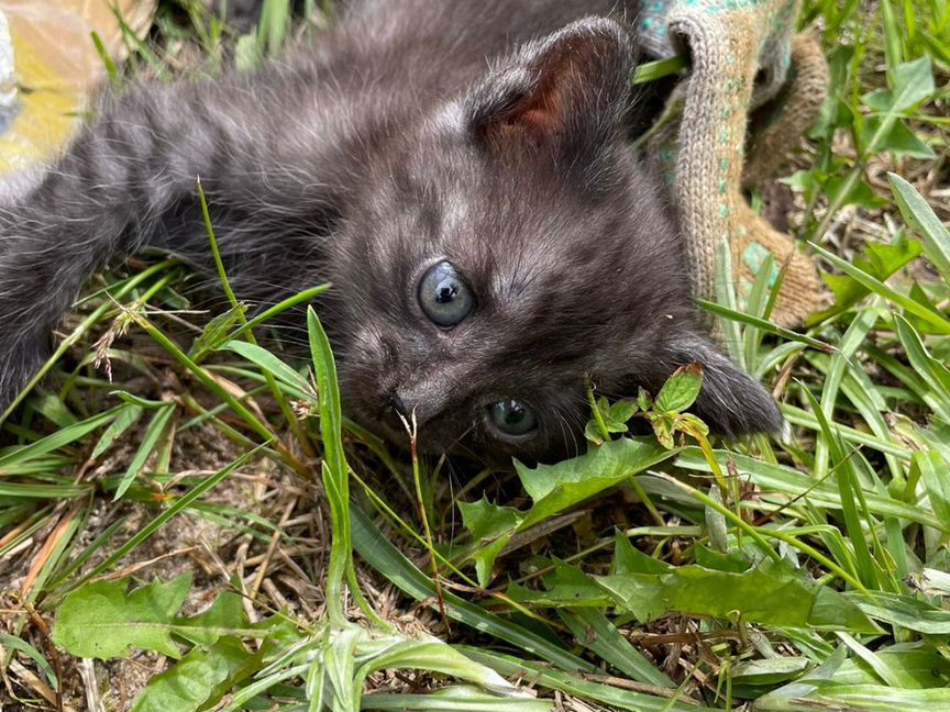 Кошка