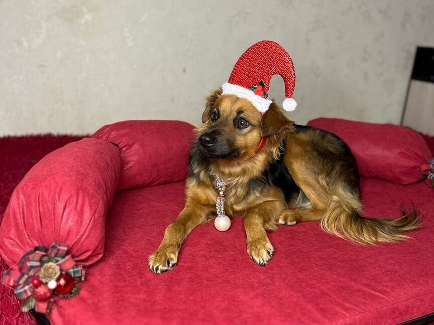 Чудесная собачка верит в новогоднее чудо