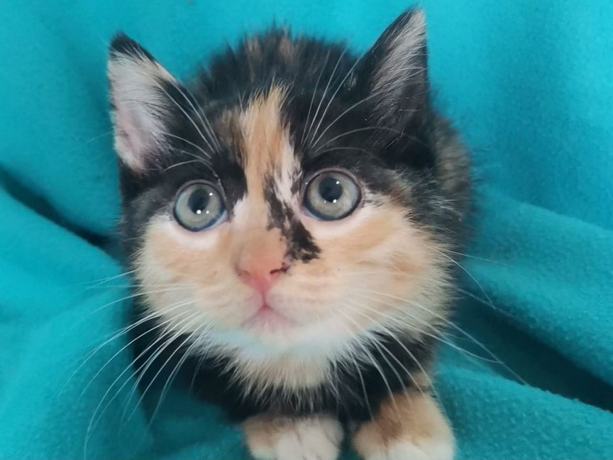 Котенок 3 шерсный,Милли