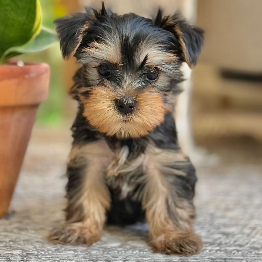 Йоркширский терьер