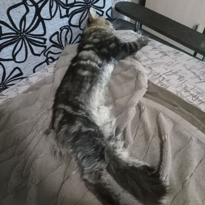 Кот мэйкун мальчик