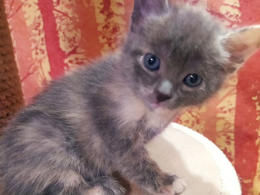 Кошечка от шотландской кошки