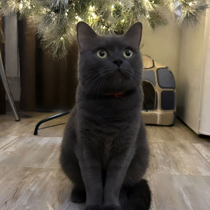 Кошка в добрые руки