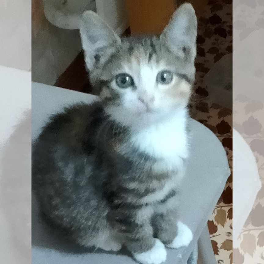 Трехцветного игривого котенка (кошечка)