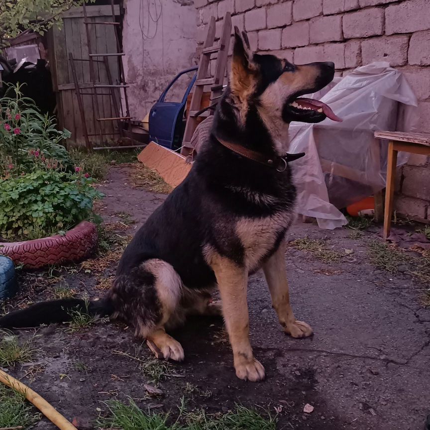 Вязка кобель вео