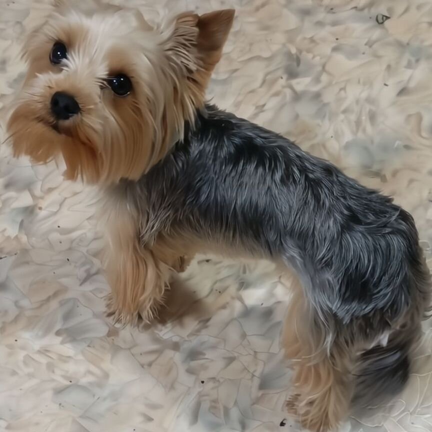 Йоркширский терьер, взрослый пёс