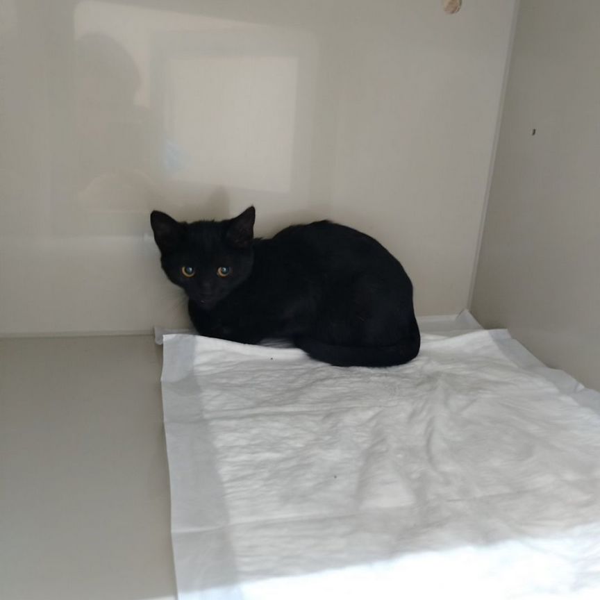 Котичка ищет дом