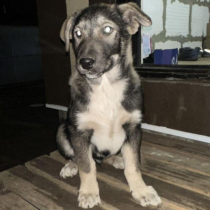 Щенок