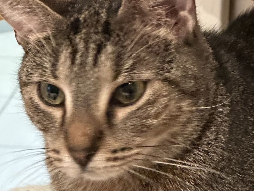 Котик Вжикус