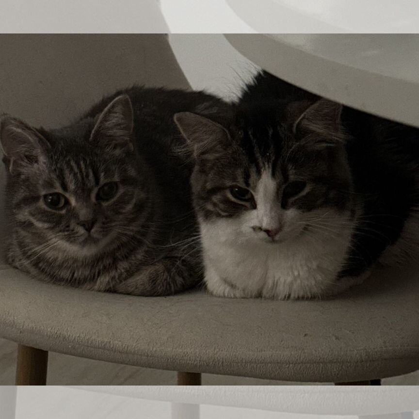 Кошки