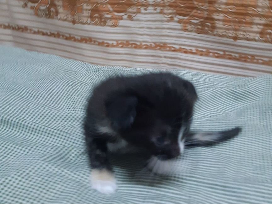 Вислоухие котята в добрые руки