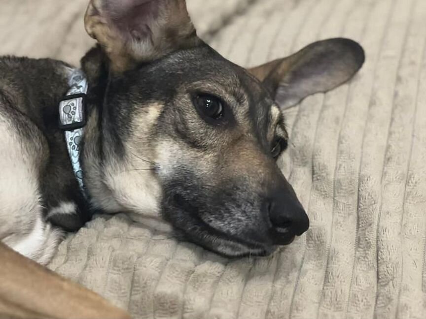 Собака Лайма в добрые руки