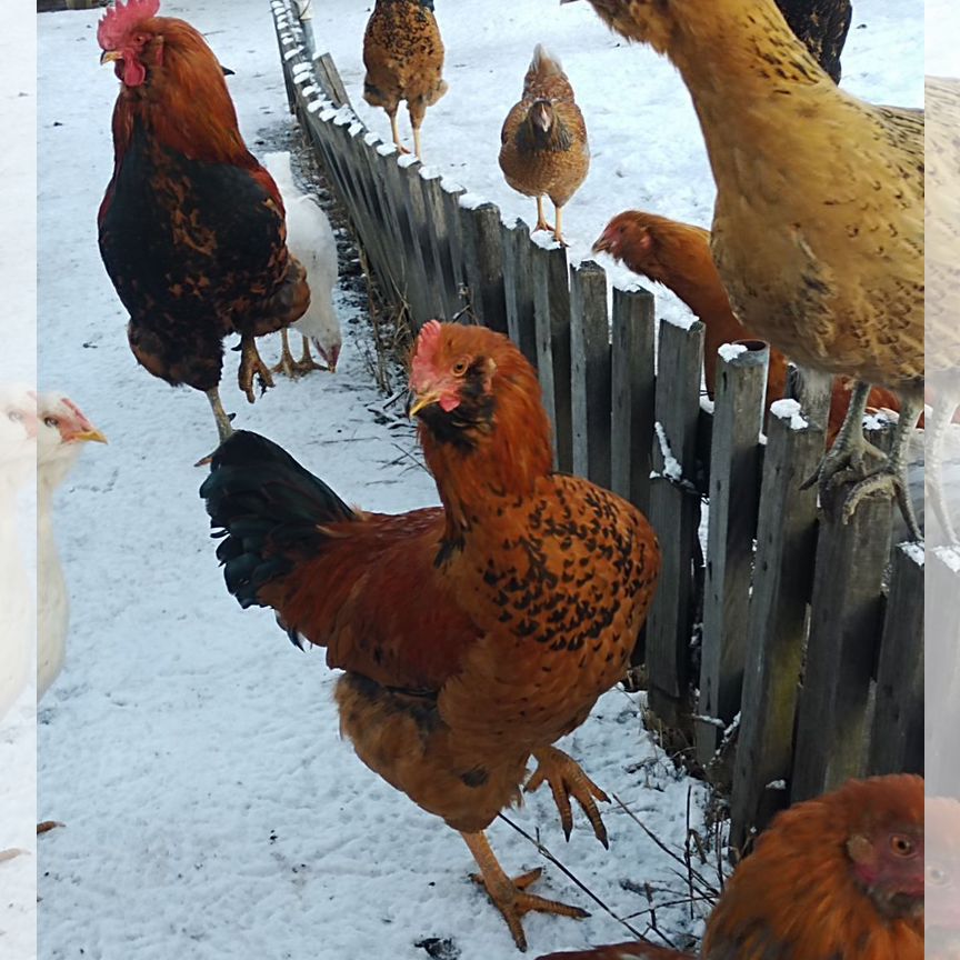 Молодые петухи