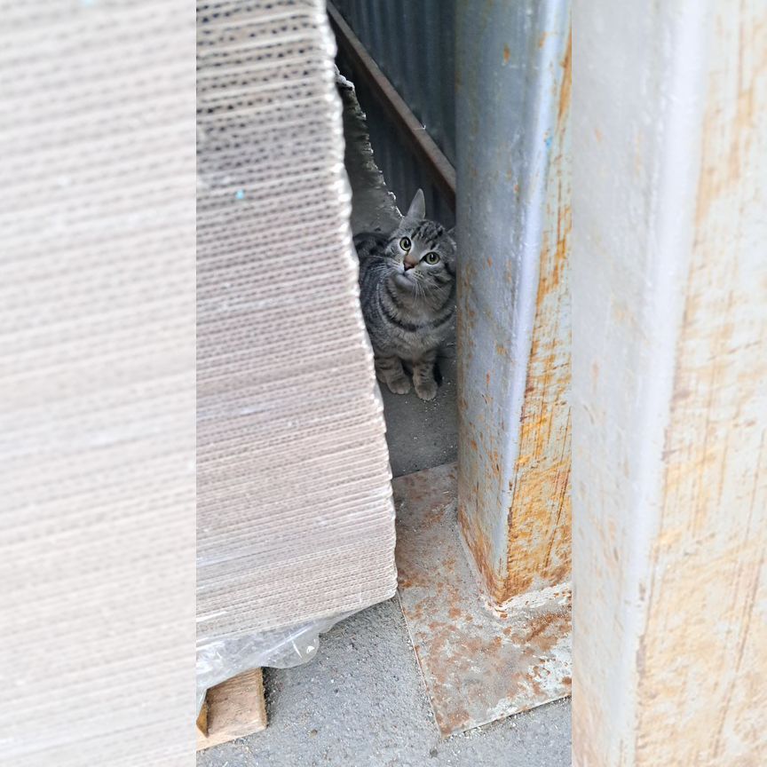 Подбросили кошечку-подростка на завод