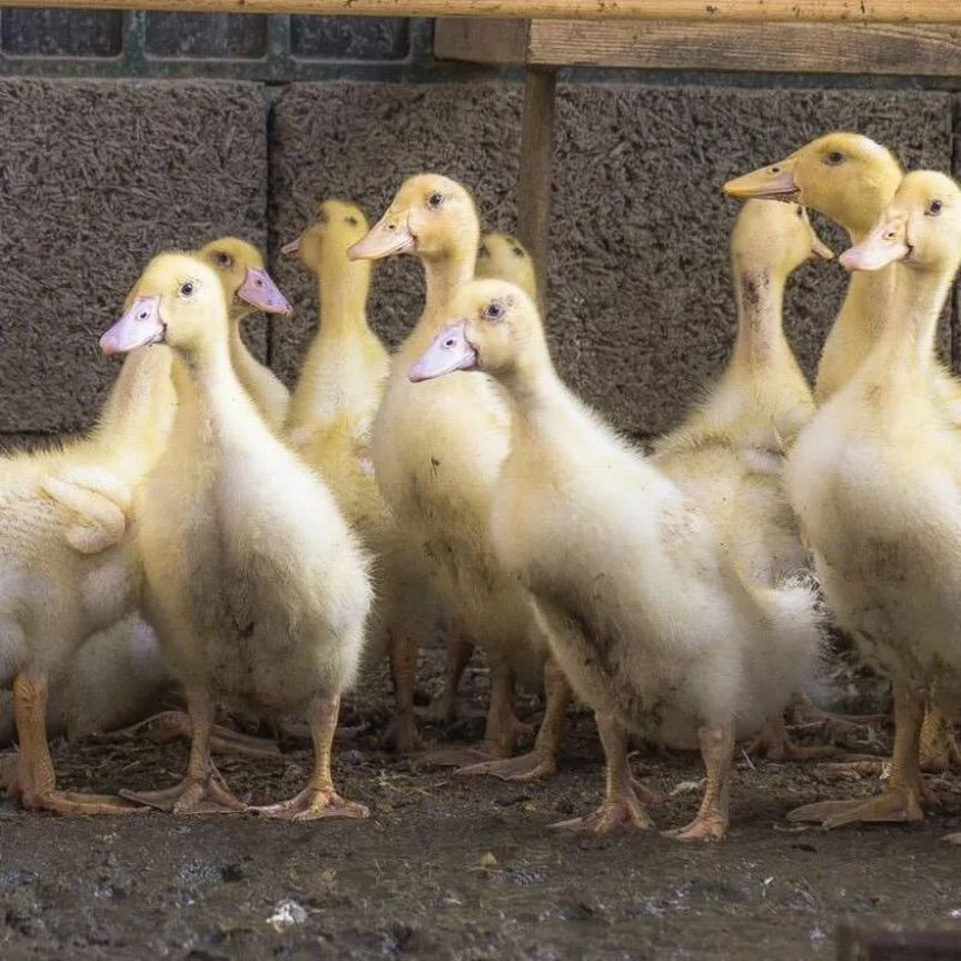 Утята бройлеры 3 х. Недельные