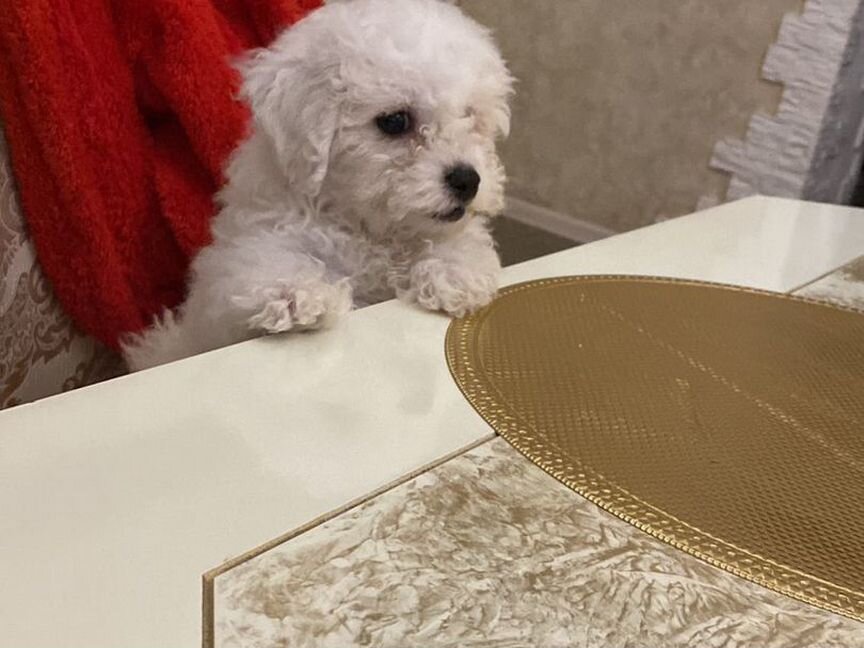 Продаётся щенок бишон-фризе