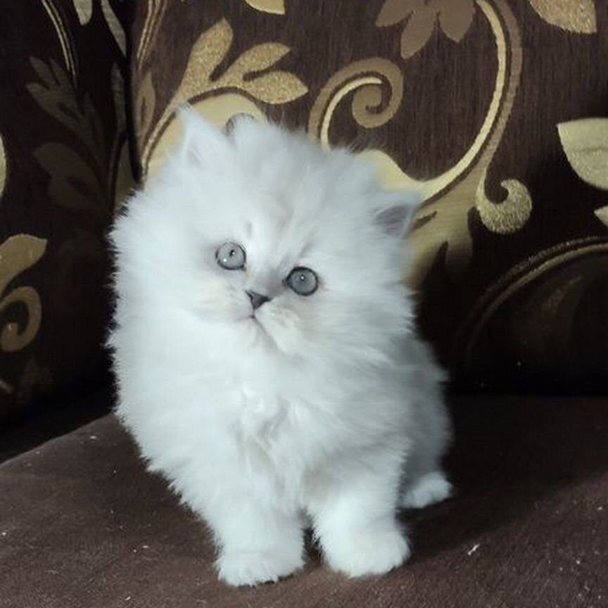 Британские котята