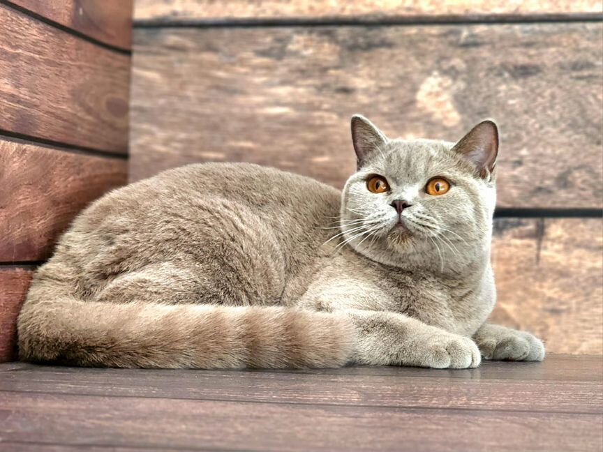 Британская лиловая кошечка