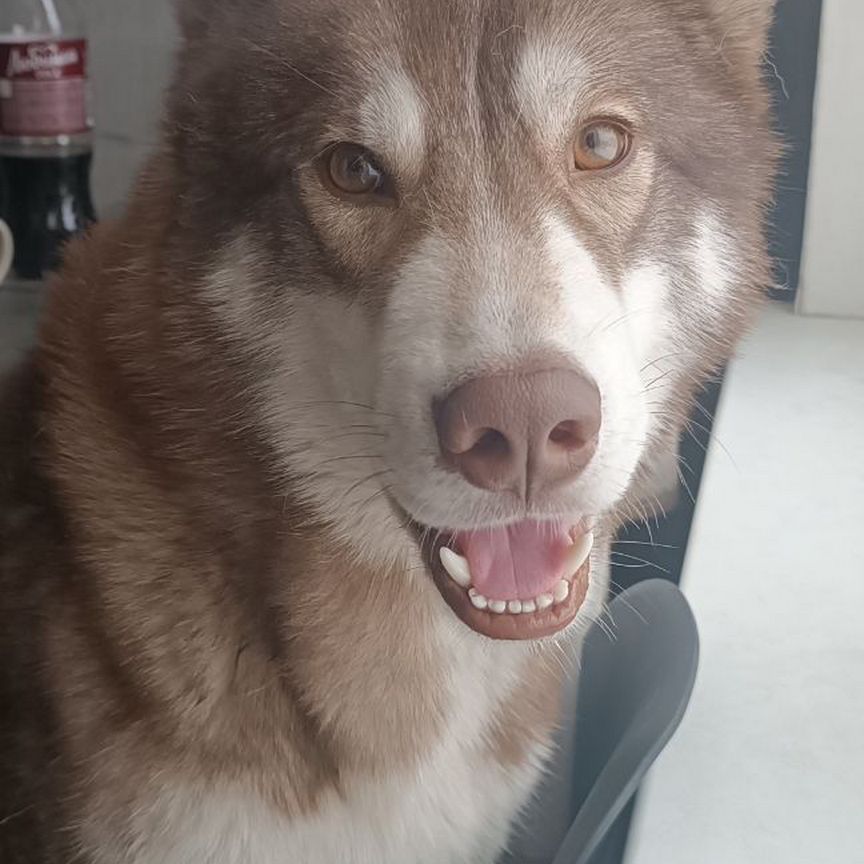 Сибирский хаски