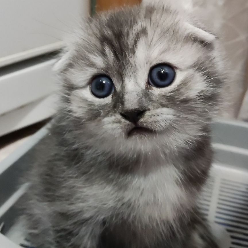 Шотландский вислоухий короткошёрстный котёнок