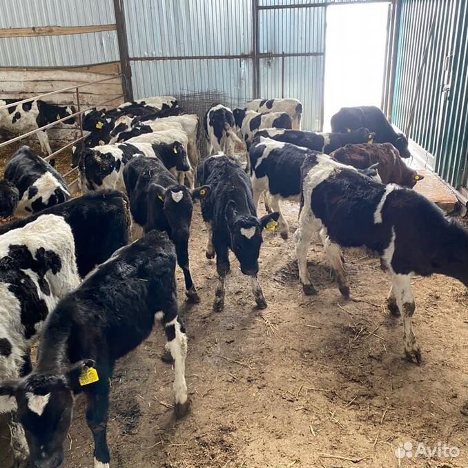 Телки И бычки