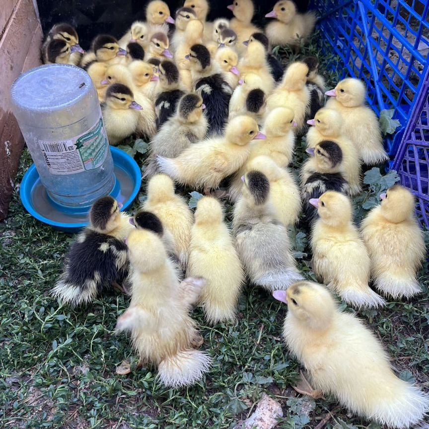 Утята шипуны