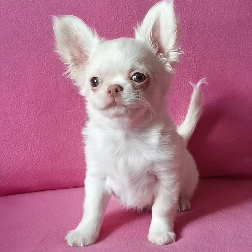 Чихуахуа мальчик