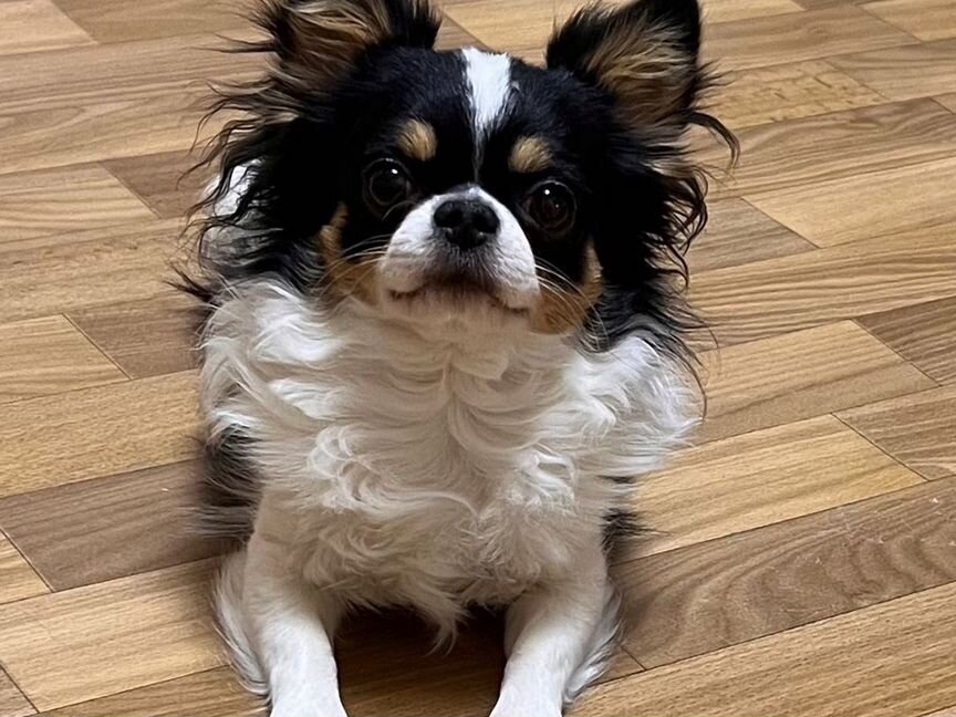 Продажа взрослый кобель чихуа