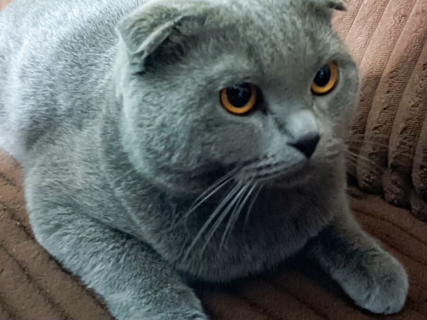 Шотландский кот вязка