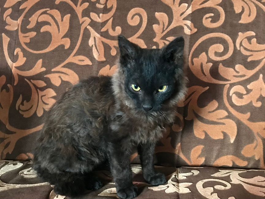 Кот интеллигент