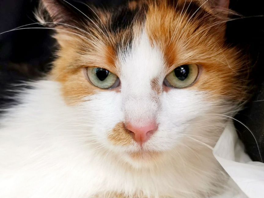 Спасите Есению