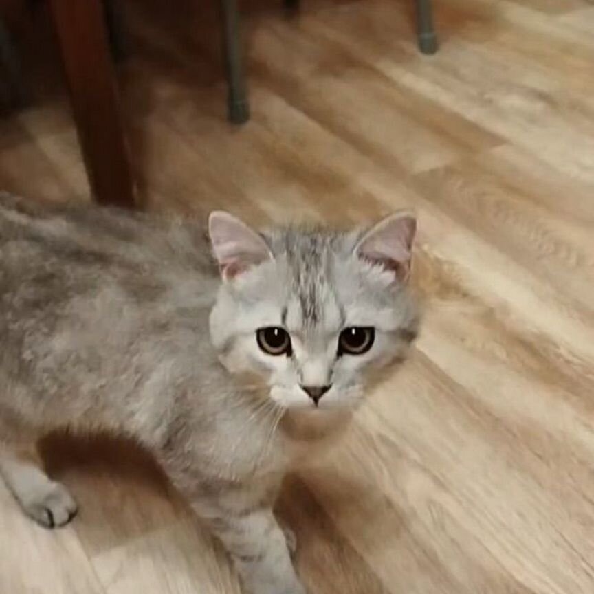 Котик в добрые руки
