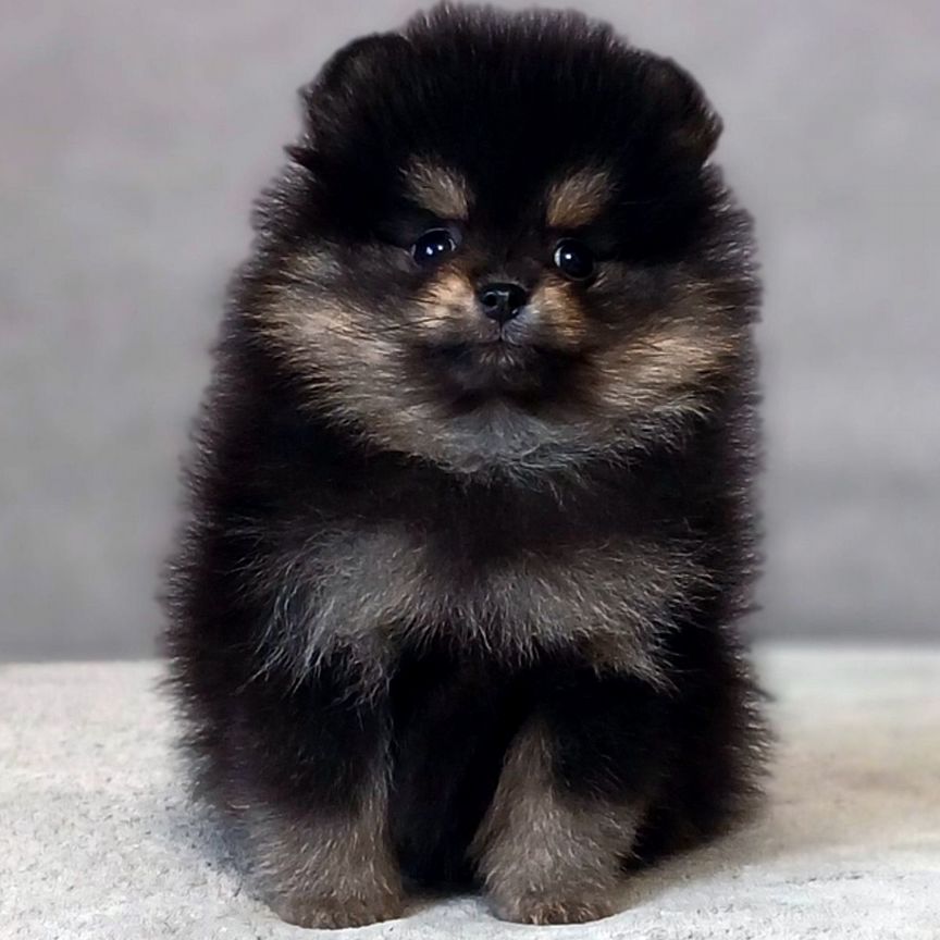 Померанский шпиц, щенок