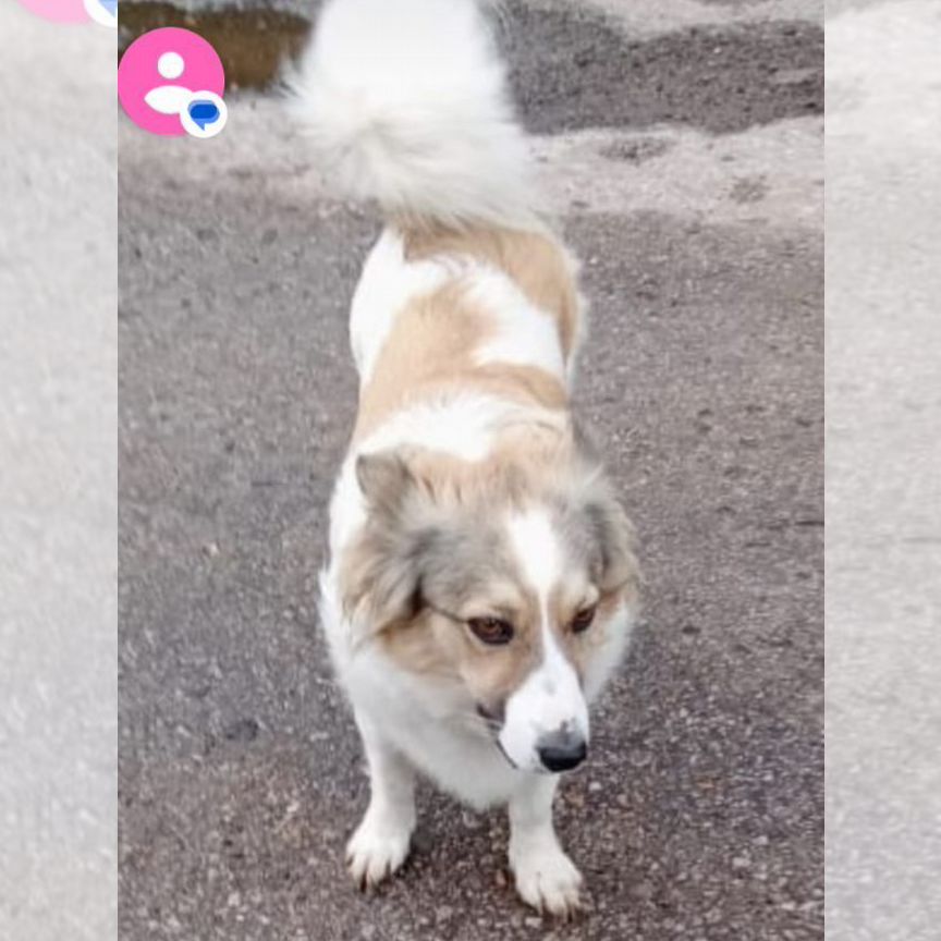 Взрослая собака в добрые руки