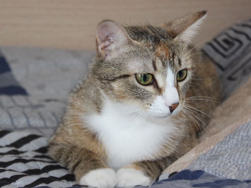 Кошки в добрые руки бесплатно