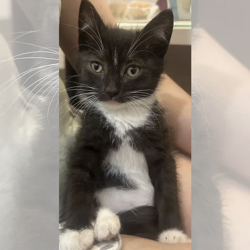 Котёнок в добрые руки